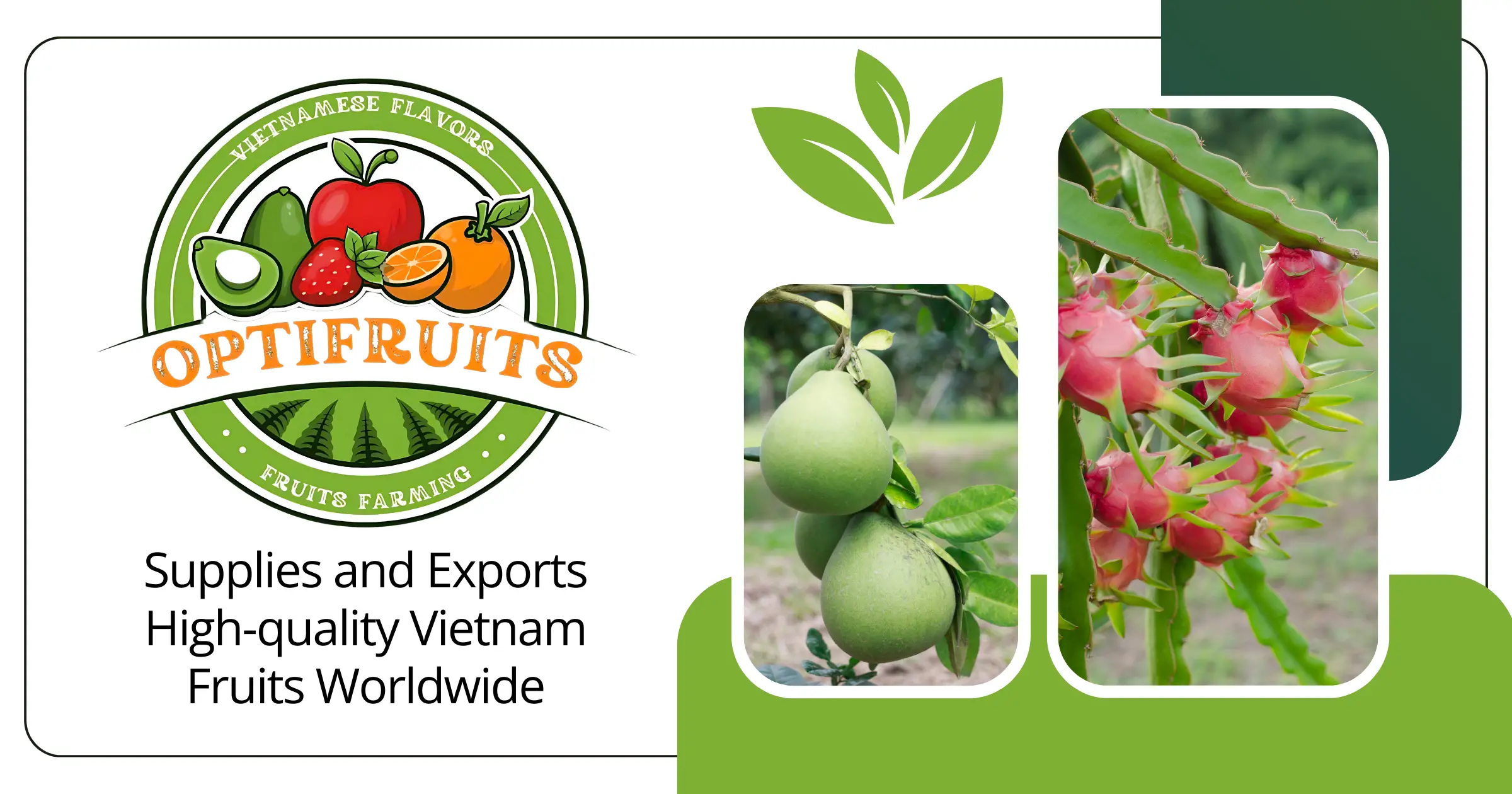 Optifruits – Supplies and Exports High-quality Vietnam Fruits Worldwide